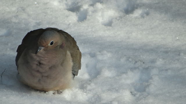 Mourning Dove