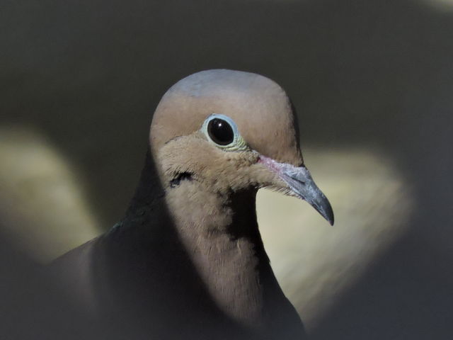 Mourning Dove