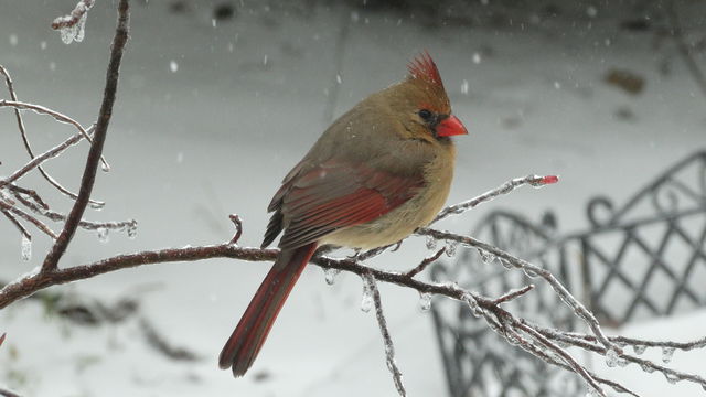 Northern Cardinal
