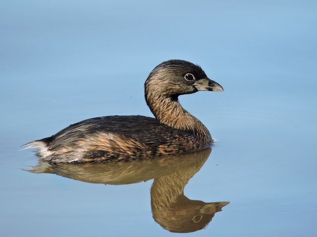 Pied-billed Grebe