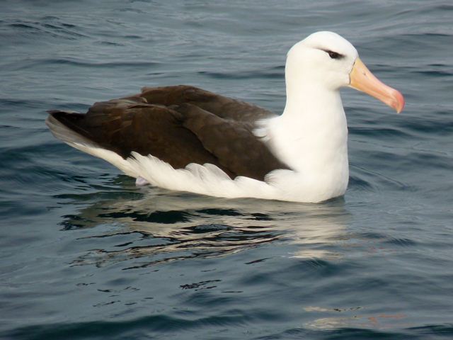 Black-browed Albatross