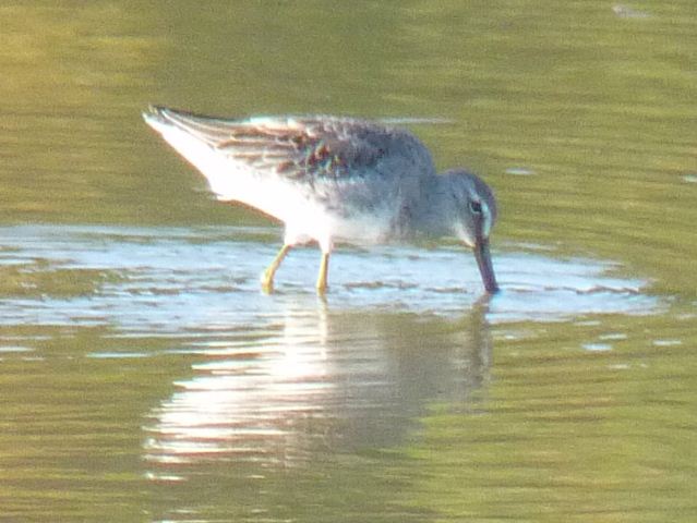 Long-billed Dowitcher