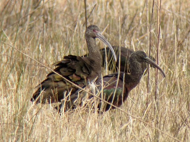 White-faced Ibis (with a Glossy Ibis)