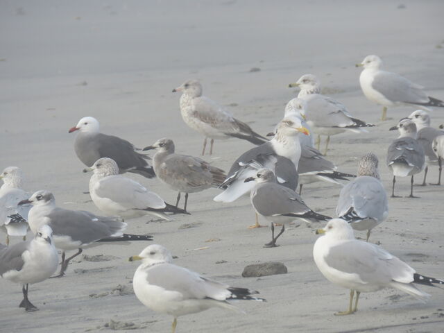 Heermann's Gull