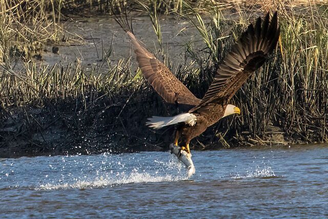 Bald Eagle