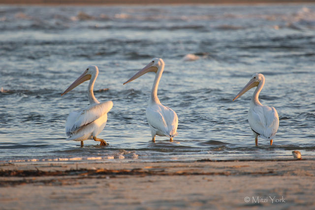 American White Pelican