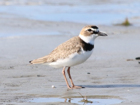 Wilson's Plover