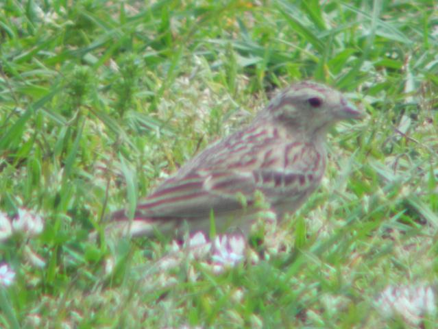 Chestnut-collared Longspur
