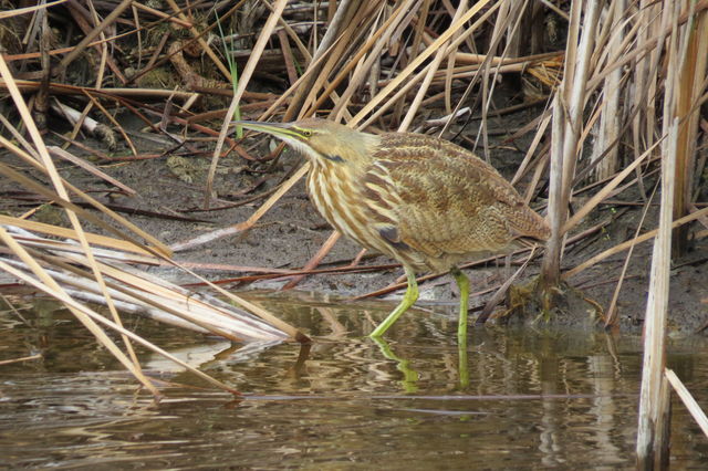 American Bittern
