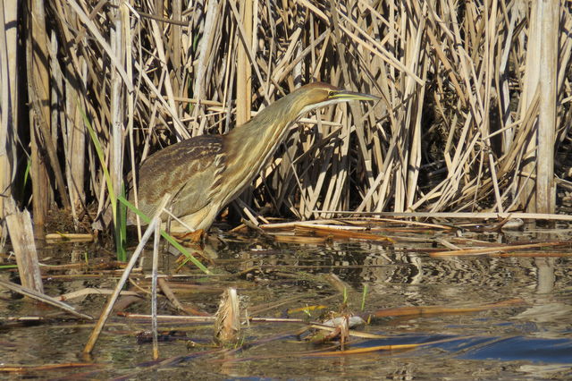 American Bittern