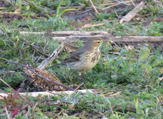 American Pipit