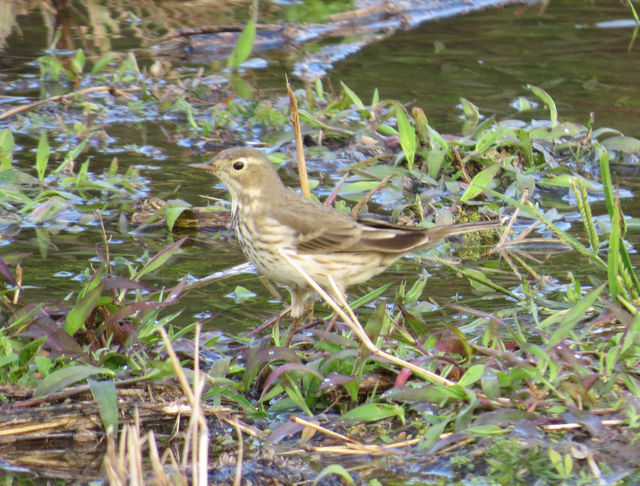American Pipit