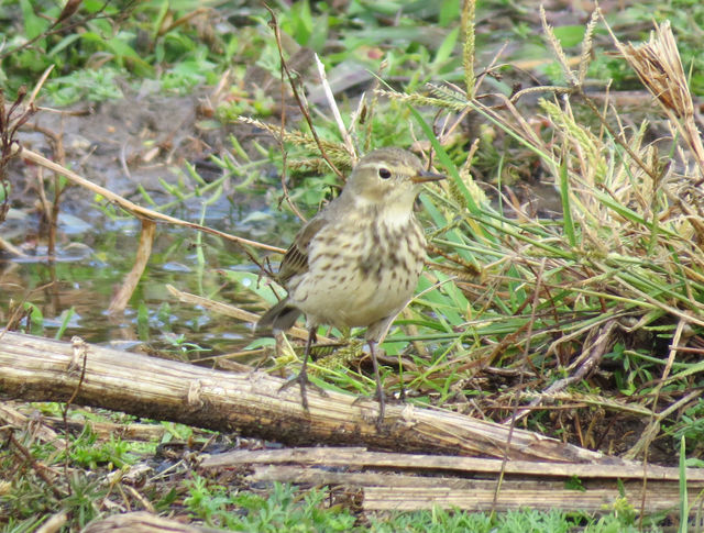 American Pipit