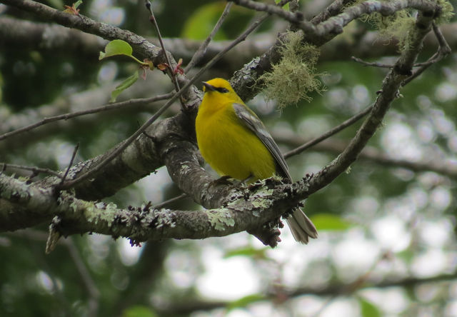 Blue-winged Warbler