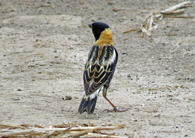 Bobolink