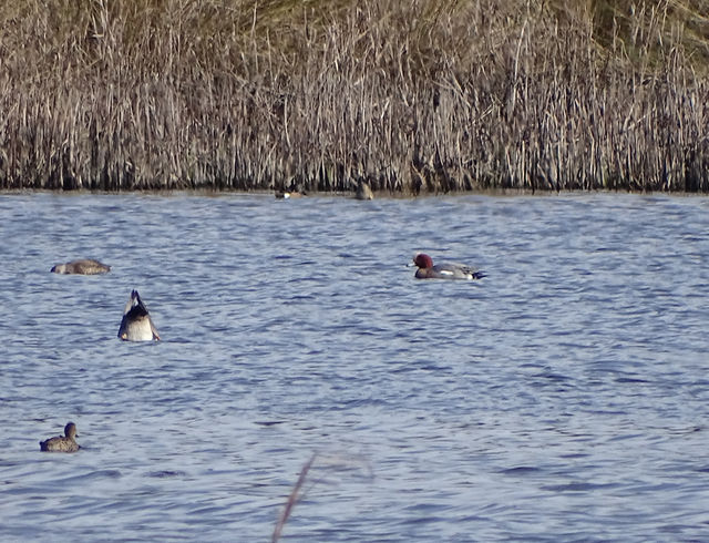 Eurasian Wigeon