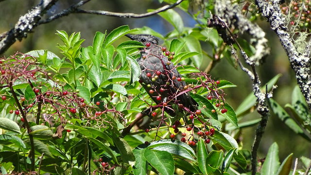 Gray Catbird