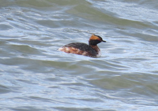 Horned Grebe