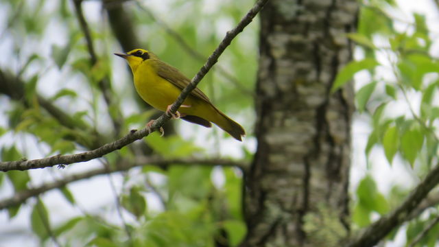 Kentucky Warbler