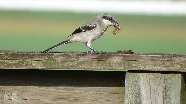 Loggerhead Shrike