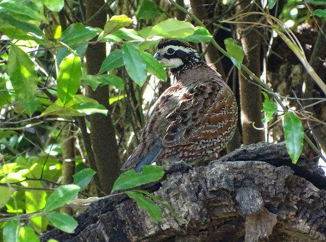 Northern Bobwhite