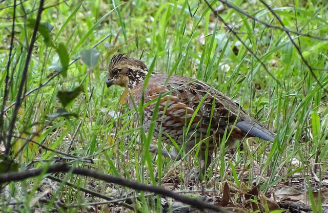 Northern Bobwhite