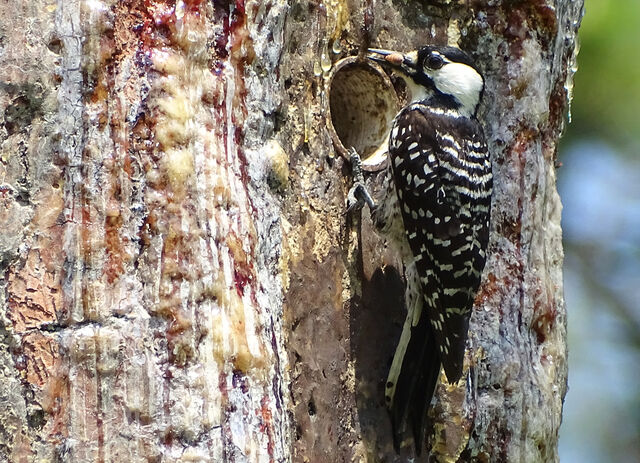 Red-cockaded Woodpecker