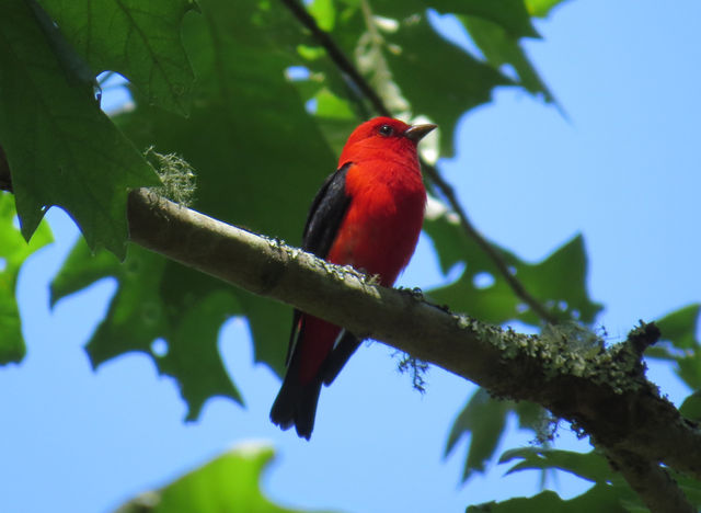 Scarlet Tanager