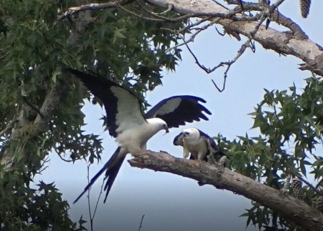 Swallow-tailed Kite