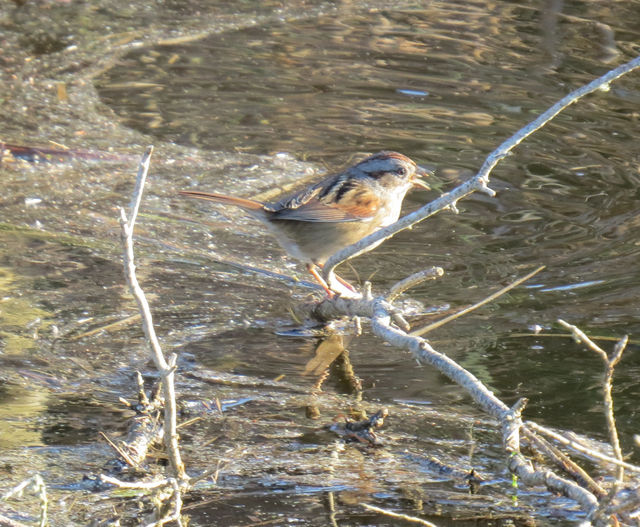 Swamp Sparrow