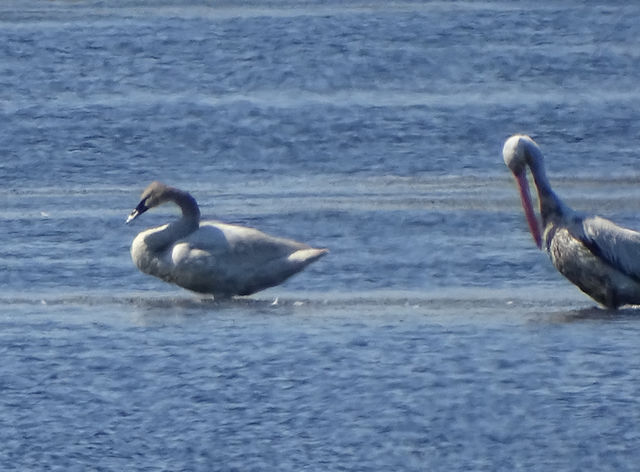 Trumpeter Swan
