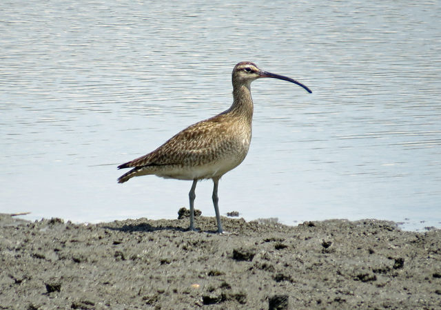 Whimbrel