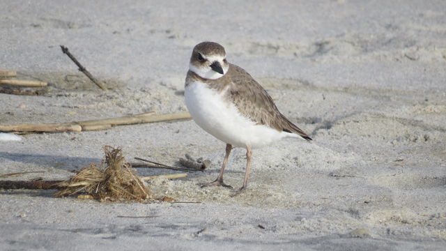 Wilson's Plover