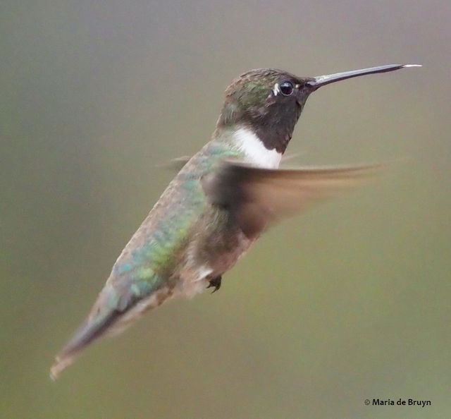 Black-chinned Hummingbird