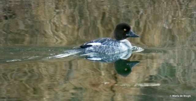 Common Goldeneye