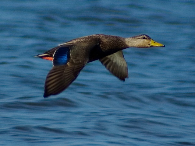 American Black Duck