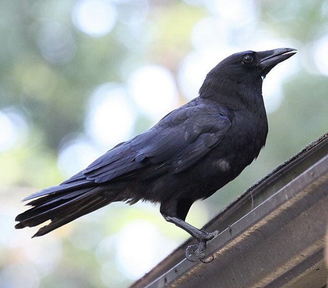 American Crow