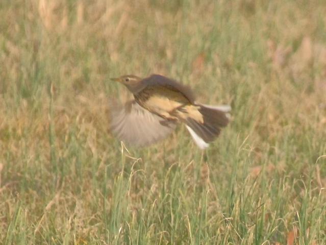 American Pipit