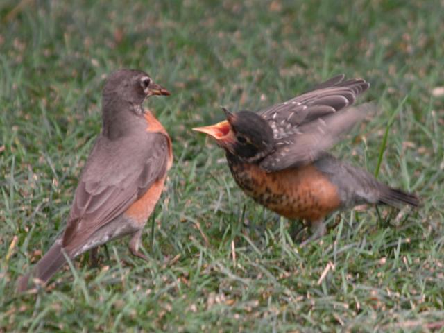American Robins