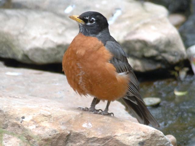 American Robins