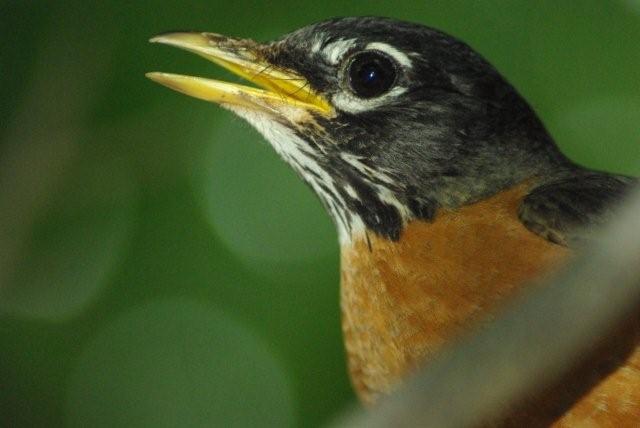 American Robin
