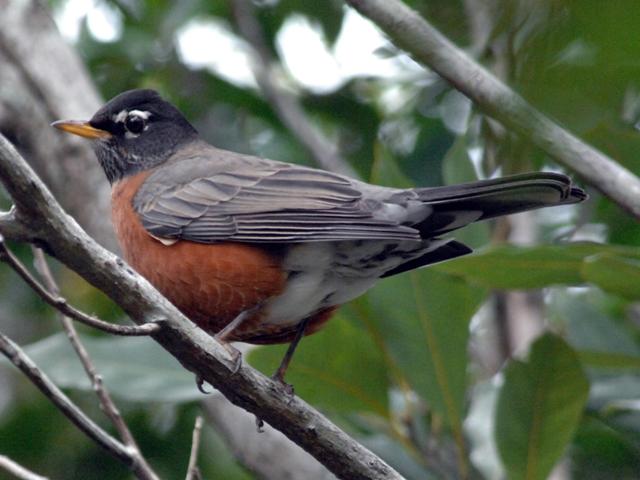 American Robin