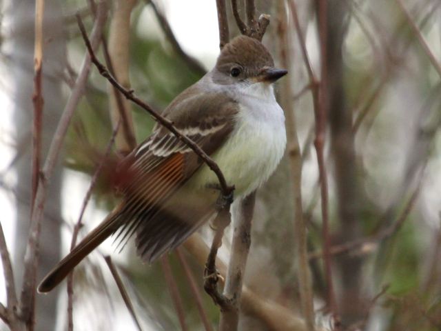 Ash-throated Flycatcher
