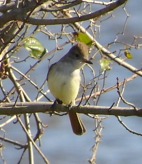 Ash-throated Flycatcher