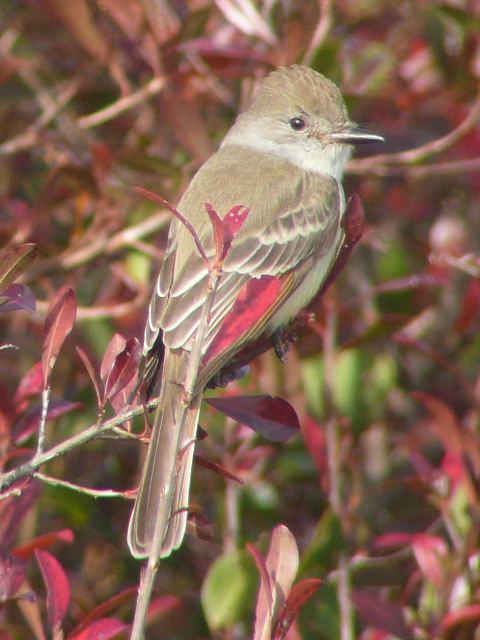 Ash-throated Flycatcher