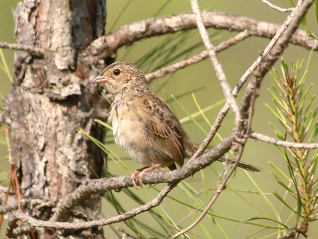 Bachman's Sparrow