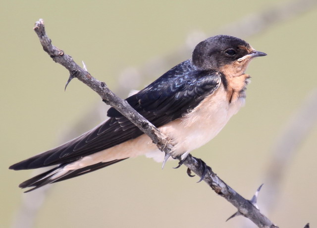 Barn Swallows
