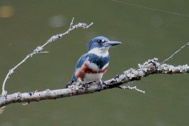 Belted Kingfisher