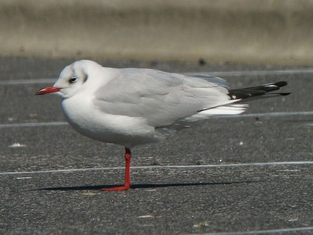 Black-headed Gull