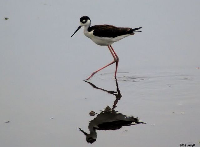 Black-necked Stilt